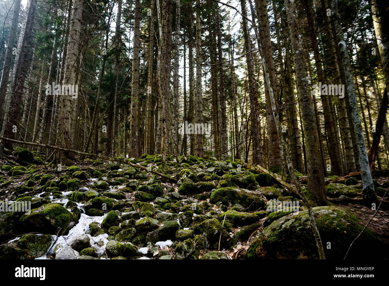 Small mountain waterfall on the rocks covered with moss in the forest ...