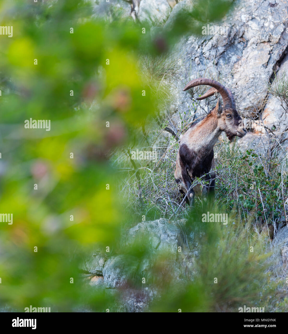 IBERIAN IBEX - CABRA MONTES o IBICE IBERICO (Capra pyrenaica), Cliffs ...