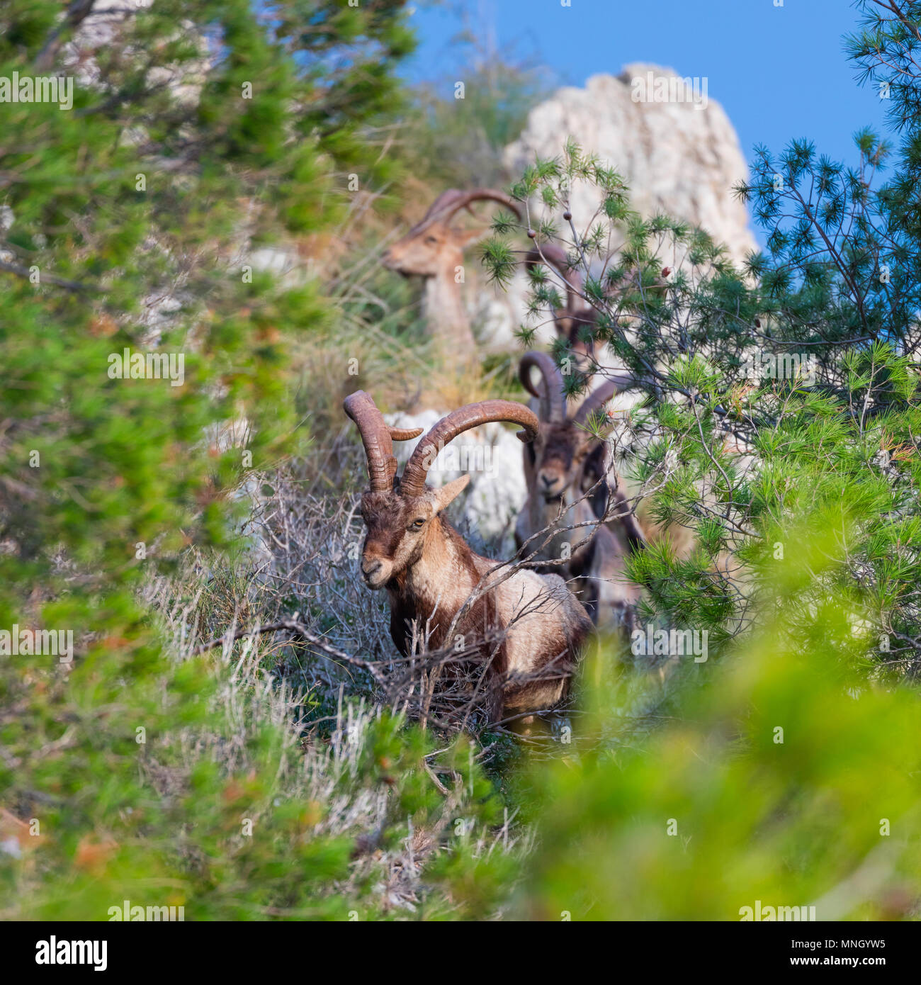 IBERIAN IBEX - CABRA MONTES o IBICE IBERICO (Capra pyrenaica), Cliffs ... IBERIAN IBEX - CABRA MONTES o IBICE IBERICO (Capra pyrenaica), Cliffs ...