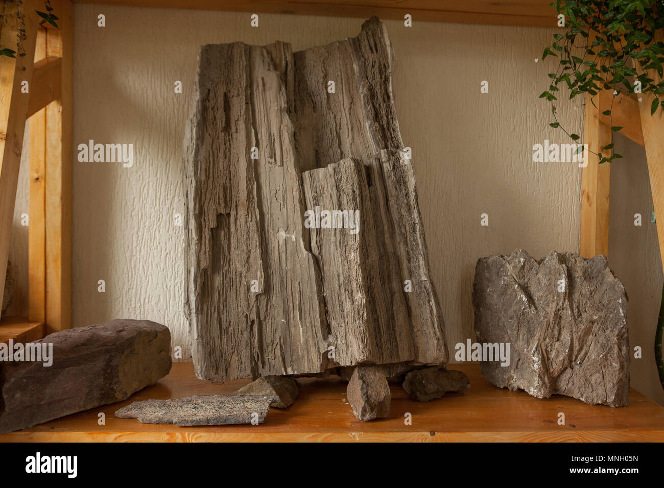 Petrified Wood from a Tree. Fossil tree Stock Photo - Alamy
