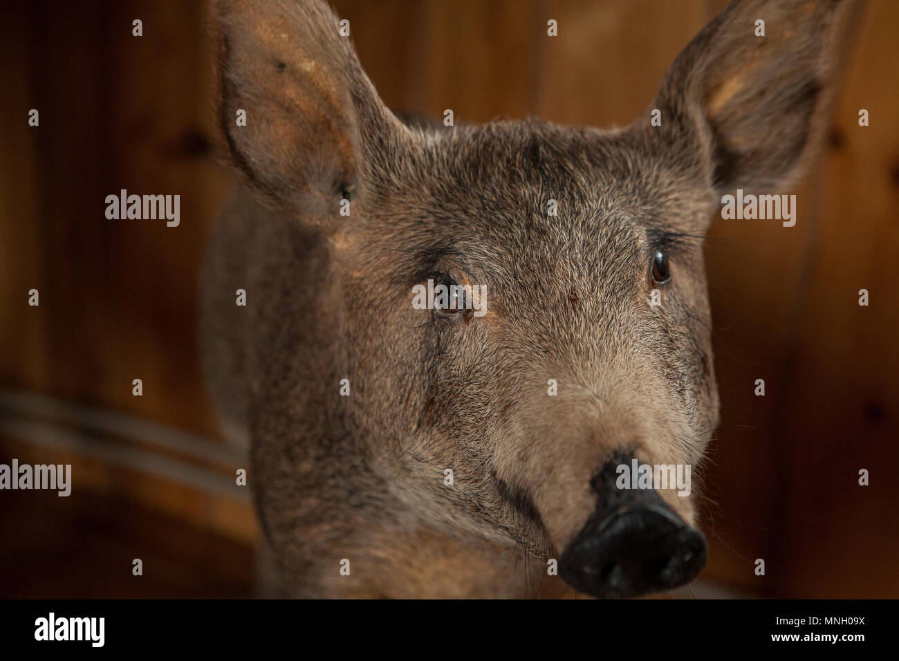 Stuffed wild boar's head with a grinning mouth. Stuffed wild boar's ...