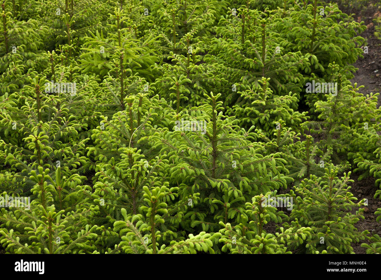 Black spruce sapling hi-res stock photography and images - Alamy