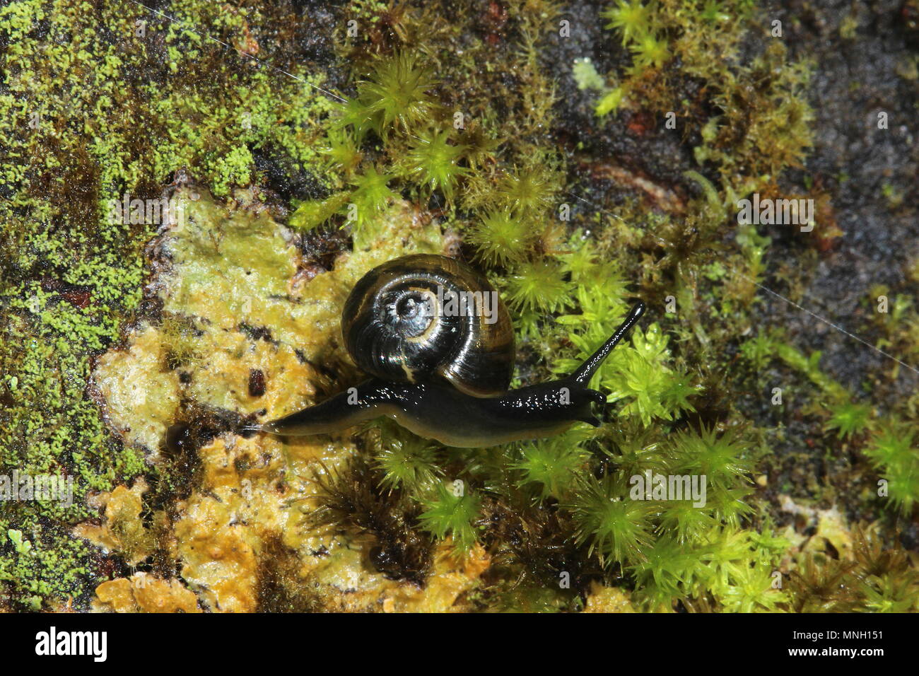 Native new zealand snail hi-res stock photography and images - Alamy