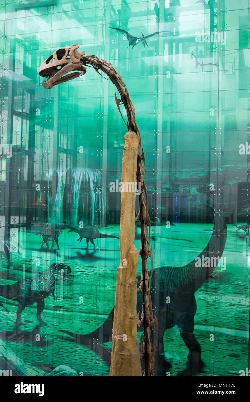 Diplodocus head hi-res stock photography and images - Alamy