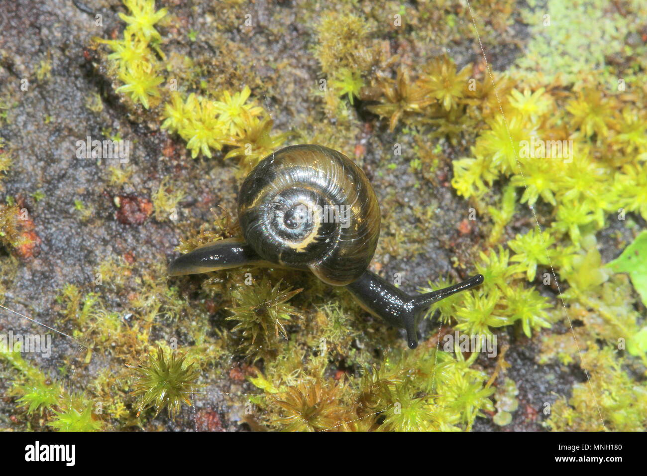 Native new zealand snail hi-res stock photography and images - Alamy