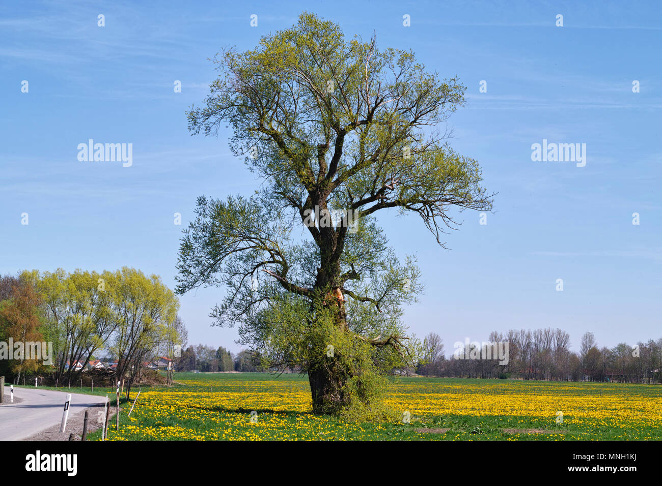 Tree in spring Stock Photo - Alamy
