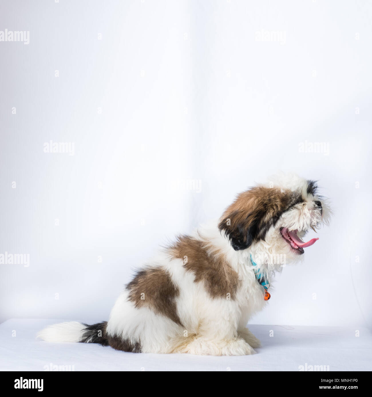 Dog shisu on white background, The dog sat facing forward Stock Photo ...