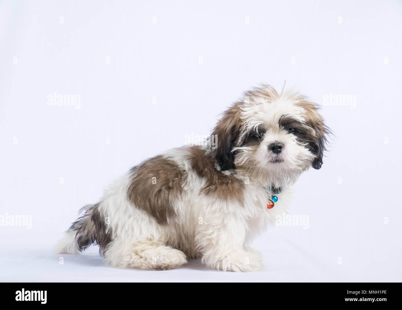 Shihtzu hi-res stock photography and images - Alamy