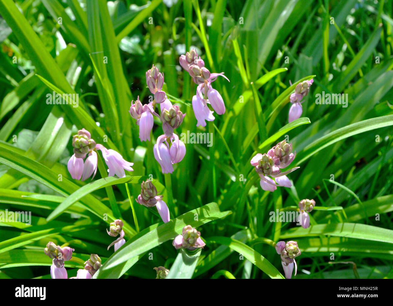 Pink Spanish Bluebells Hyacinthoides hispanica Stock Photo - Alamy