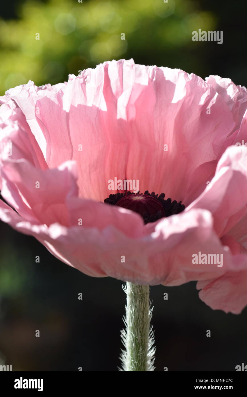 Perennial poppy hi-res stock photography and images - Alamy