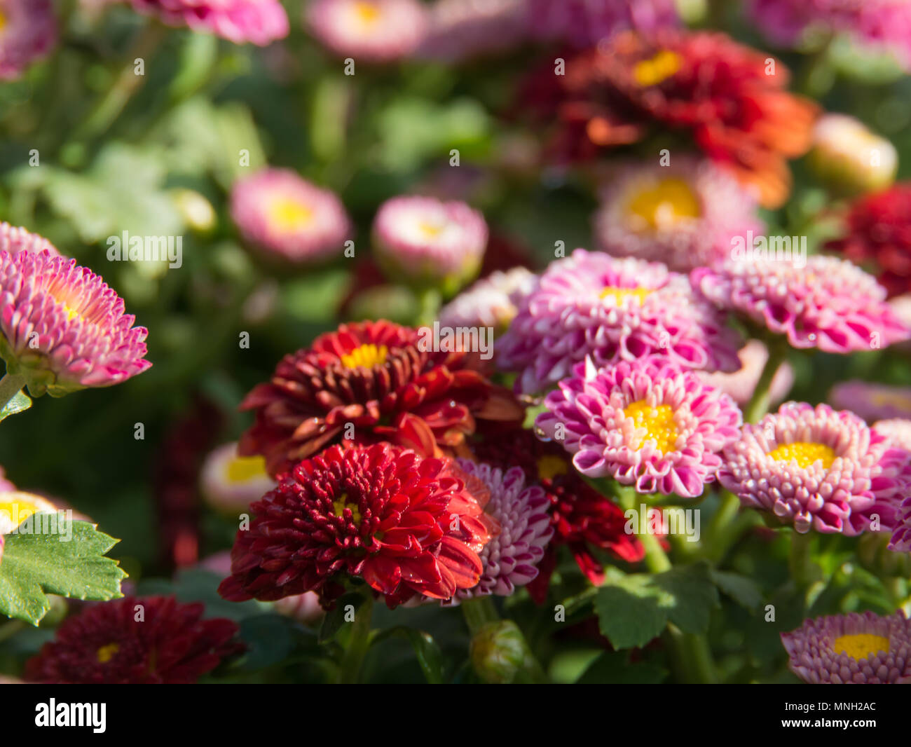 purple flower background, blurred flower background Stock Photo - Alamy