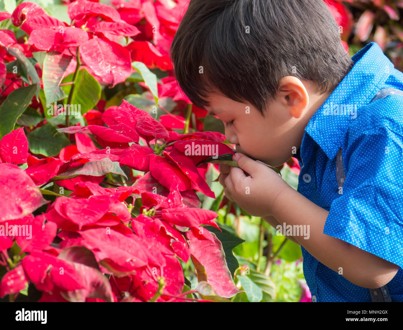 Boy smelling flowers outdoors hi-res stock photography and images - Alamy
