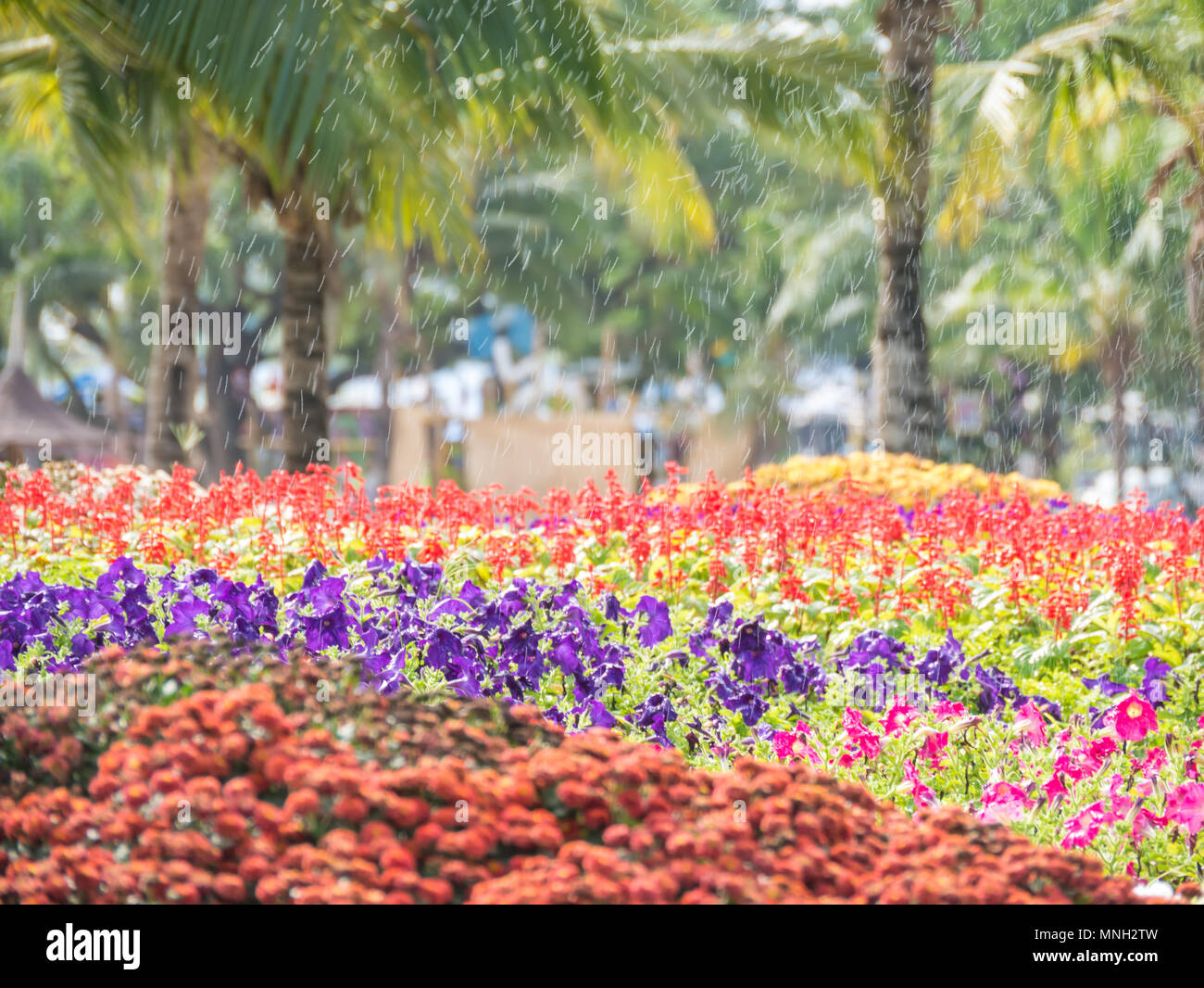purple flower background, red flower background Stock Photo - Alamy