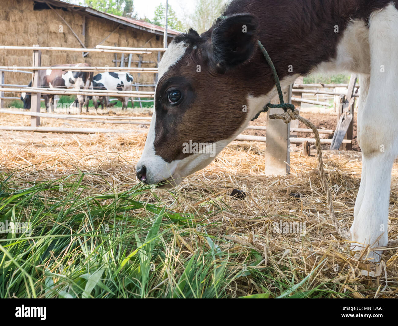 Calf eating grass on the farm Stock Photo - Alamy