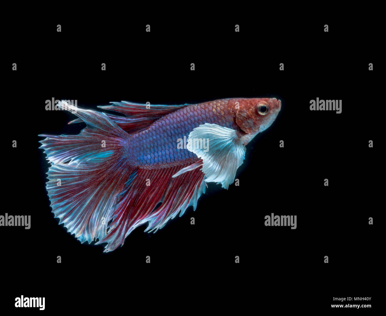 Beautiful fish on black background Stock Photo - Alamy