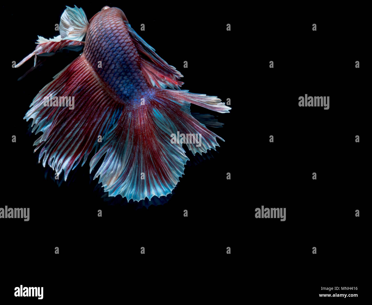 Beautiful fish on black background Stock Photo - Alamy