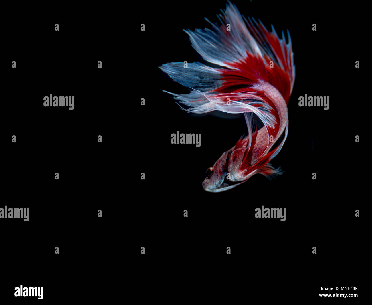 Blurred Beautiful fish on black background Stock Photo - Alamy