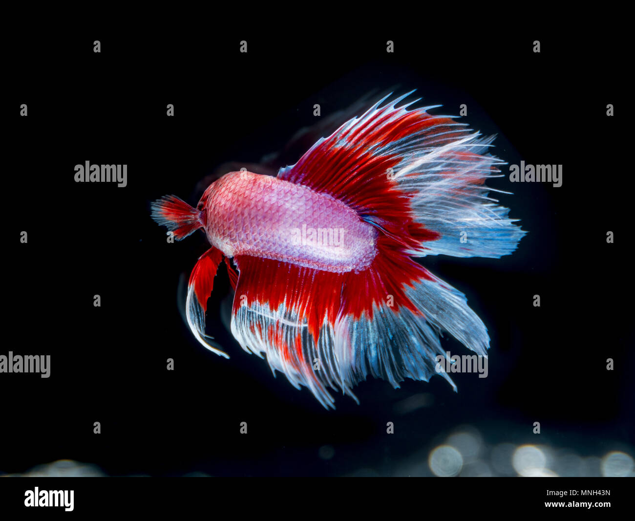 Beautiful fish on black background, bokeh in color black Stock Photo ...