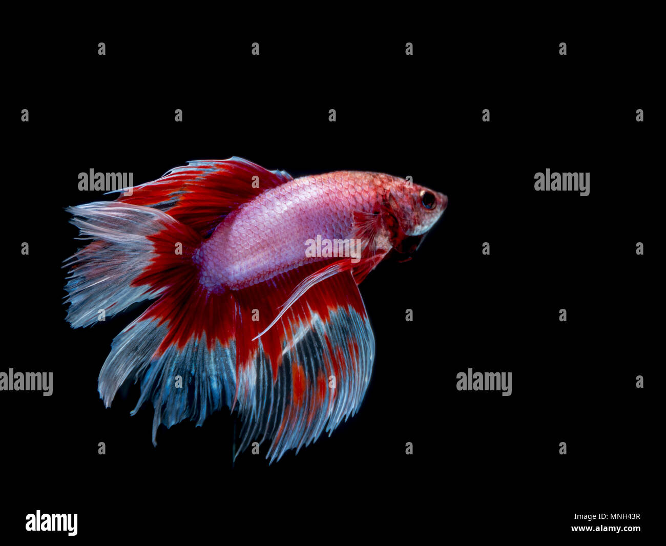 Black dragon fish hi-res stock photography and images - Alamy