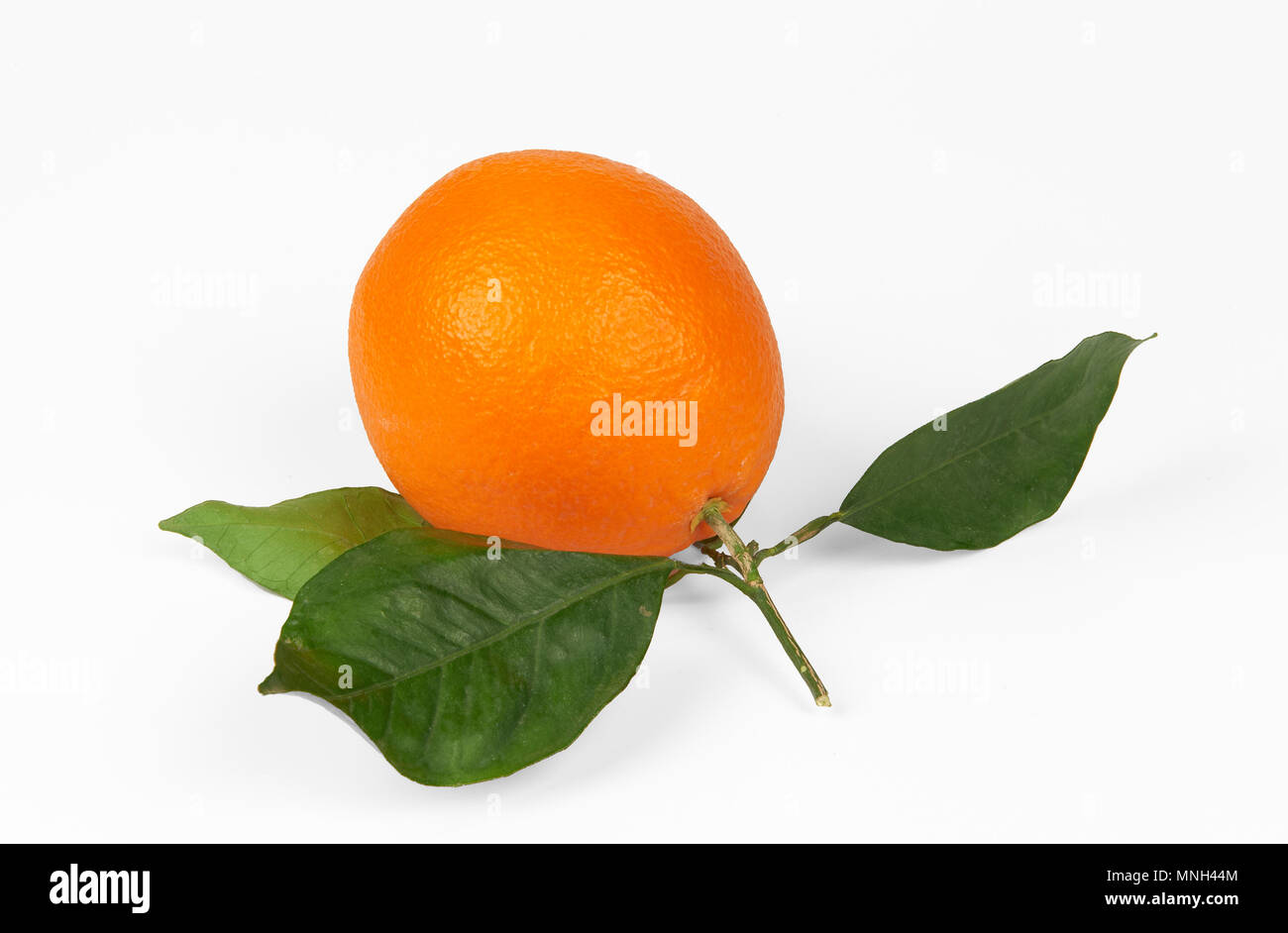 a orange in white background Stock Photo - Alamy