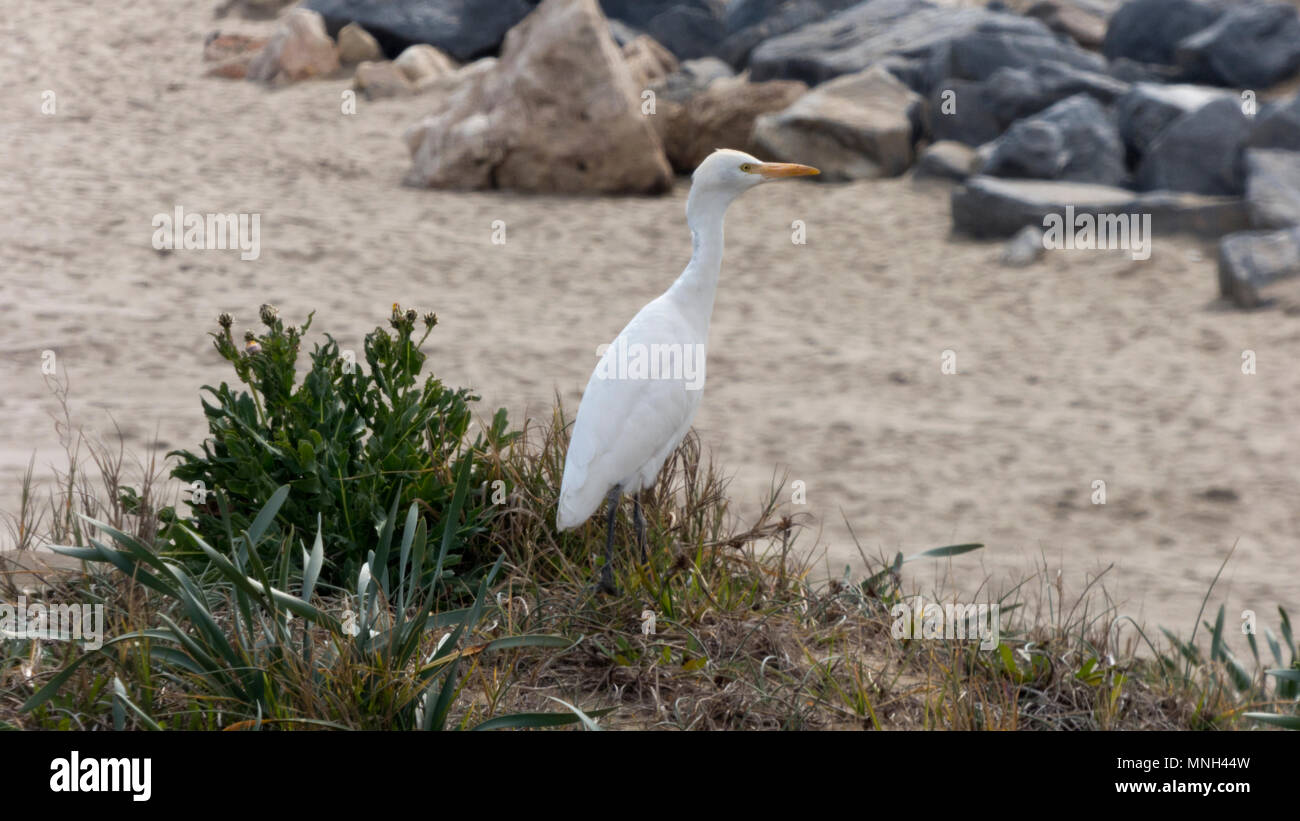 Little egret hunting on shoreline sand dunes Stock Photo - Alamy