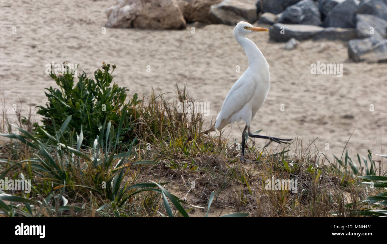 Little egret hunting on shoreline sand dunes Stock Photo - Alamy