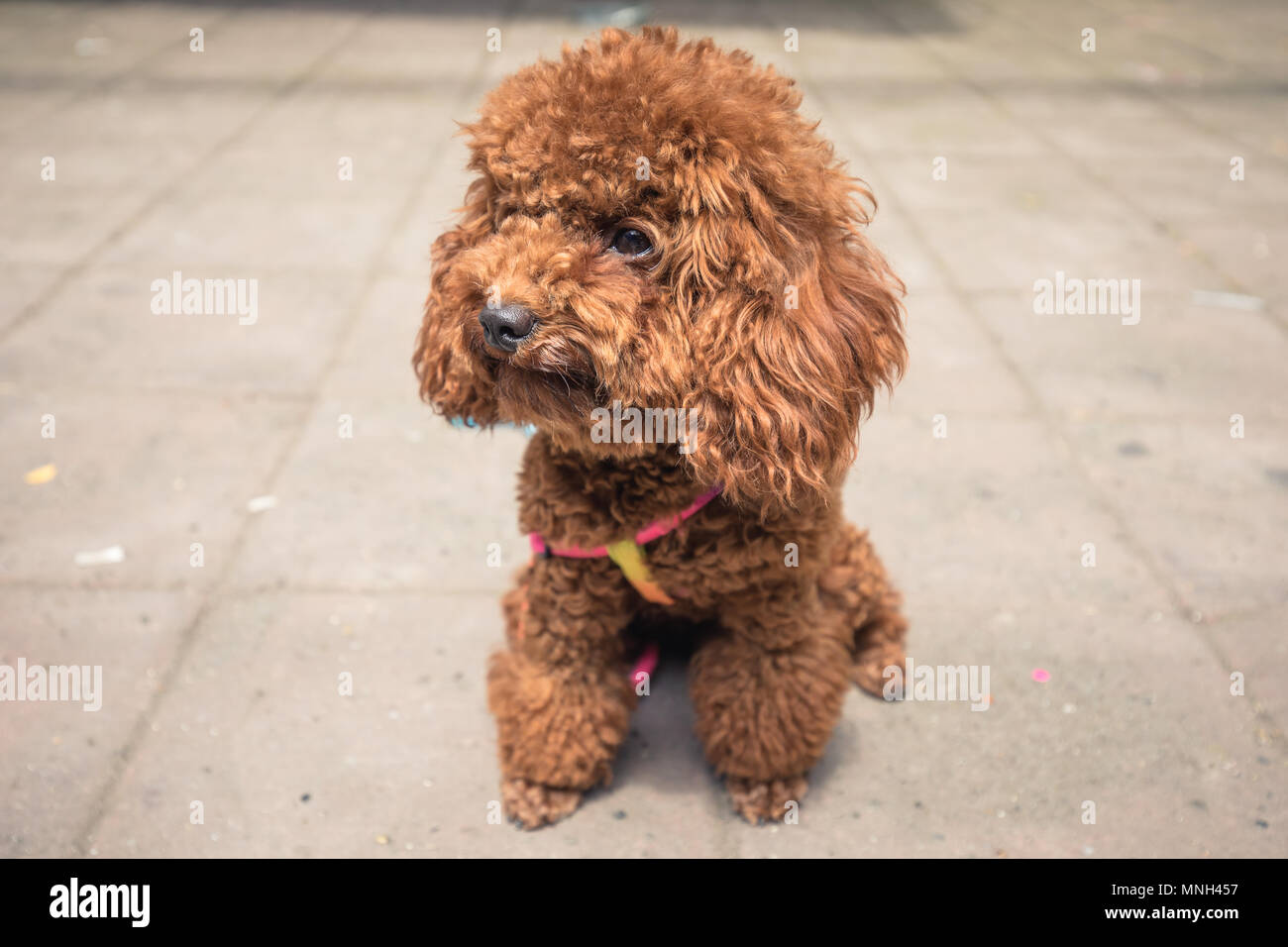 Happy poodle hi-res stock photography and images - Alamy