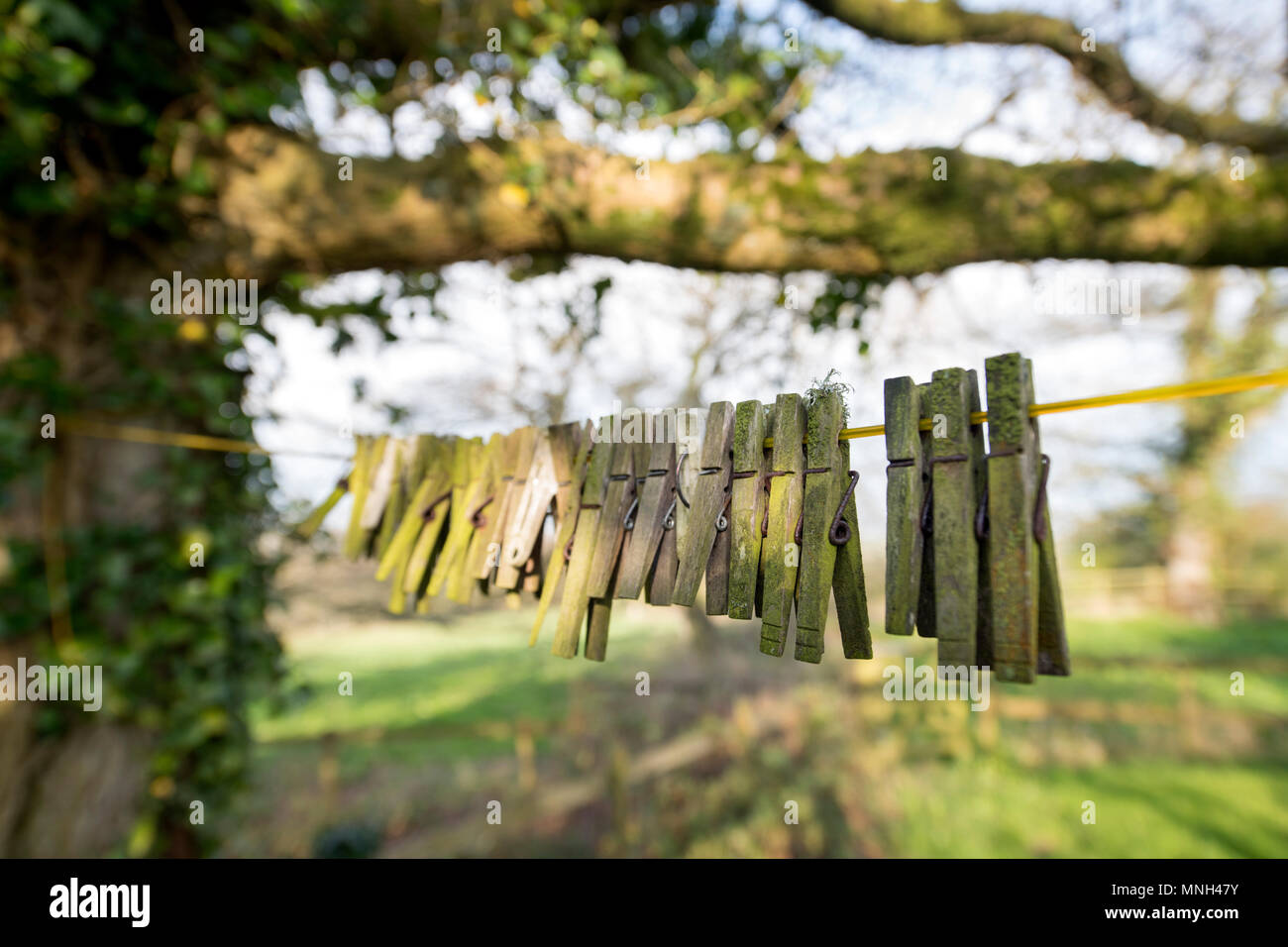 Old wooden clothes pegs on a washing line at a Devon farmhouse, UK ...