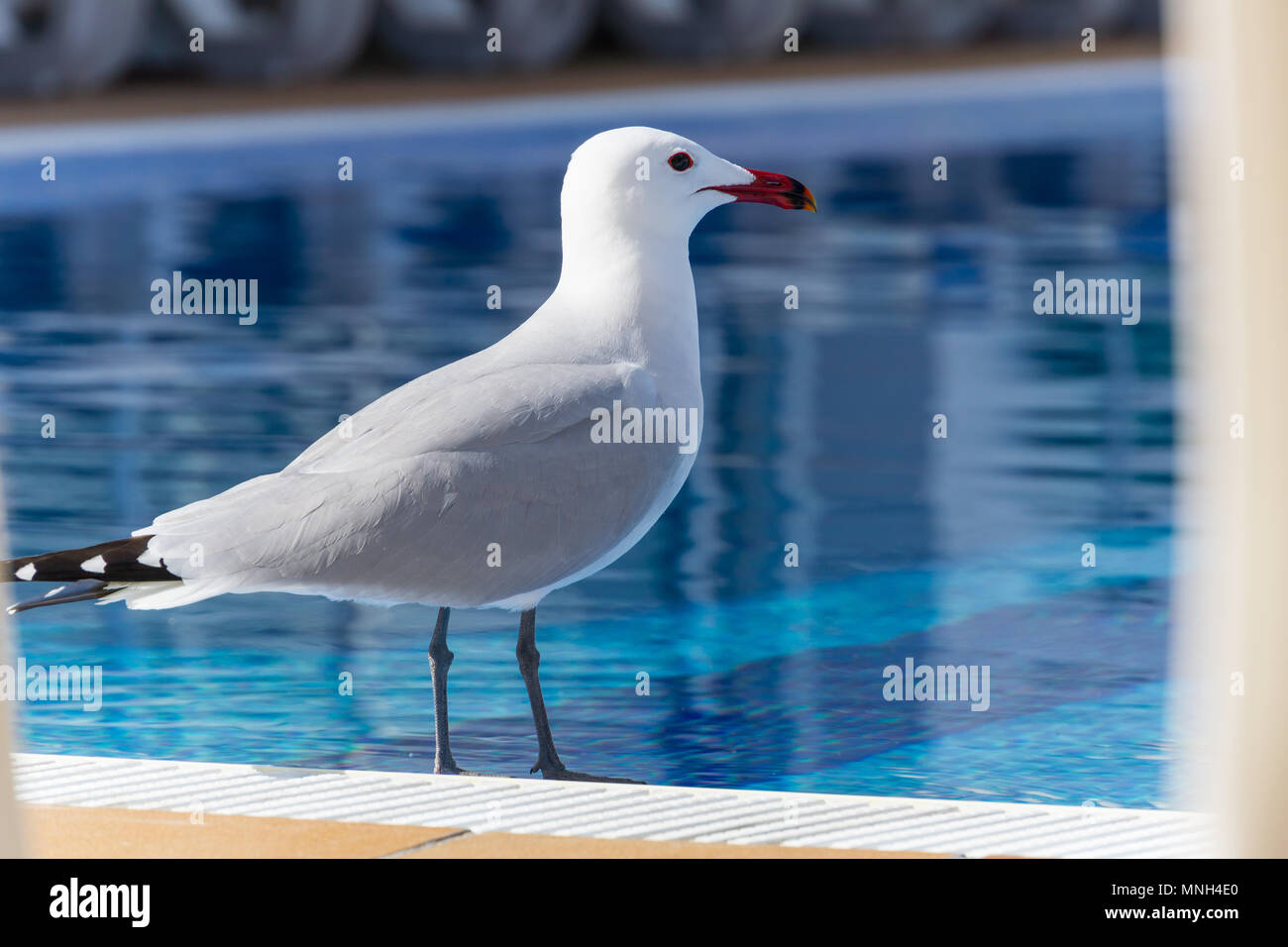Mallorca, Seagull bird standing next to blue swimming pool water Stock ...