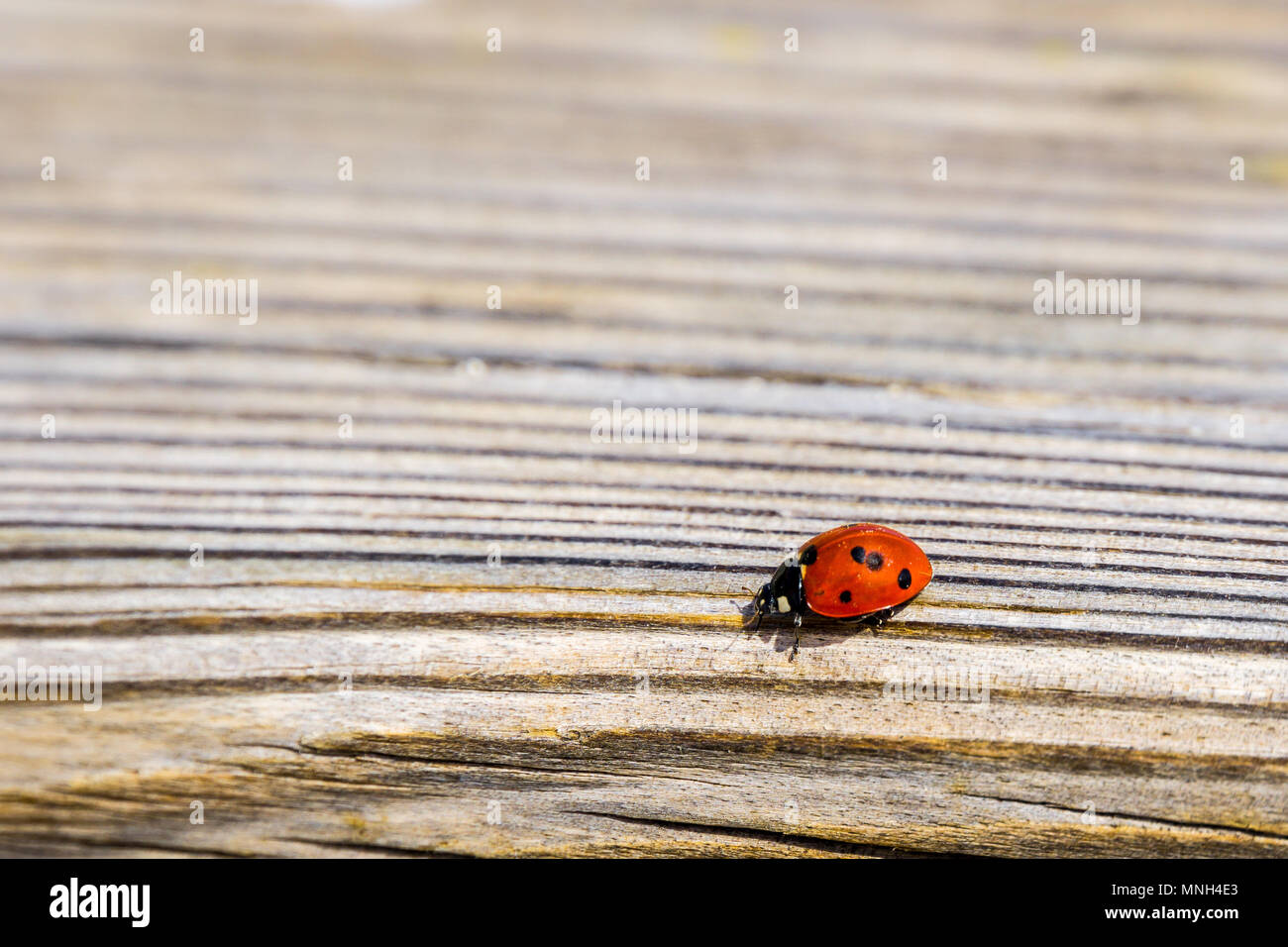 Ladybug side view hi-res stock photography and images - Alamy