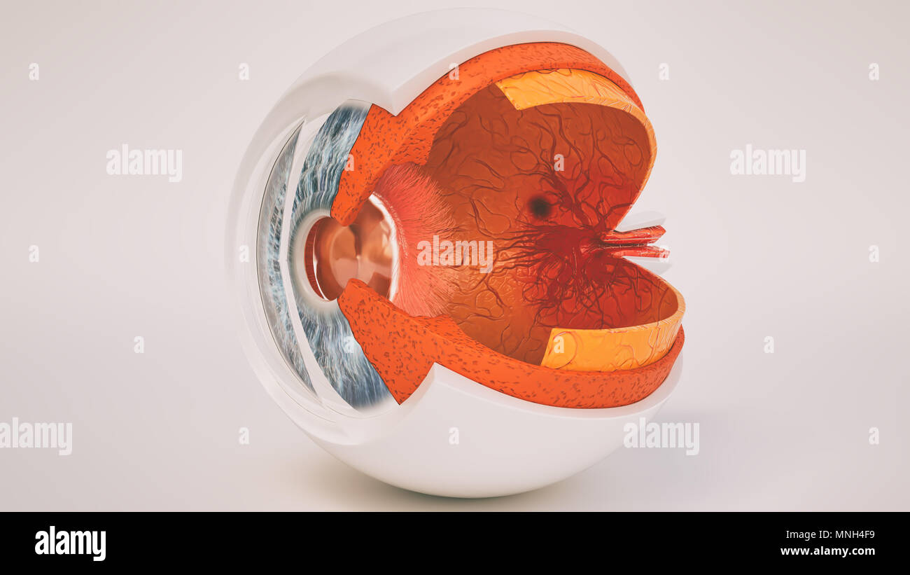 Human eye anatomy very detailed in cross section Stock Photo - Alamy