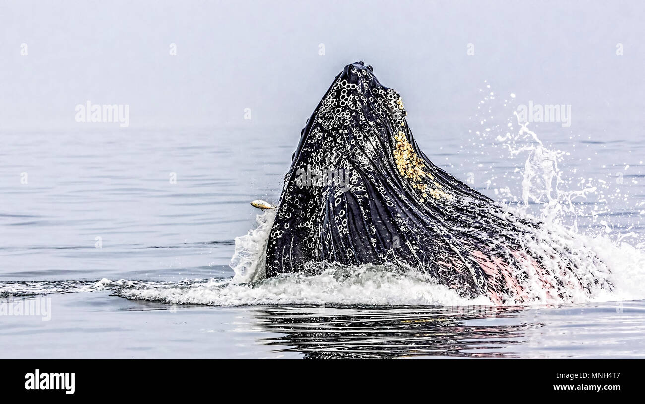 A Humpback Whale(Megaptera novaeangliae) feeding on Atlantic menhaden ...