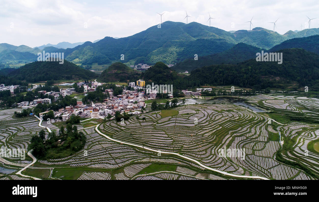 Longli, Longli, China. 17th May, 2018. Longli, CHINA-17th May 2018 ...