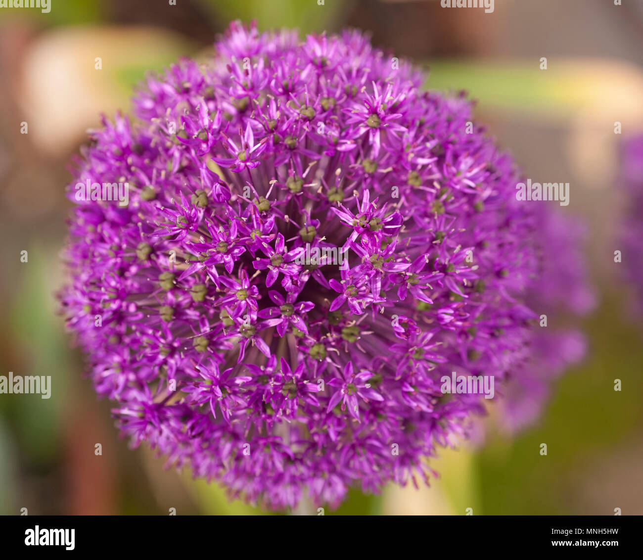 Globe like flower hi-res stock photography and images - Alamy