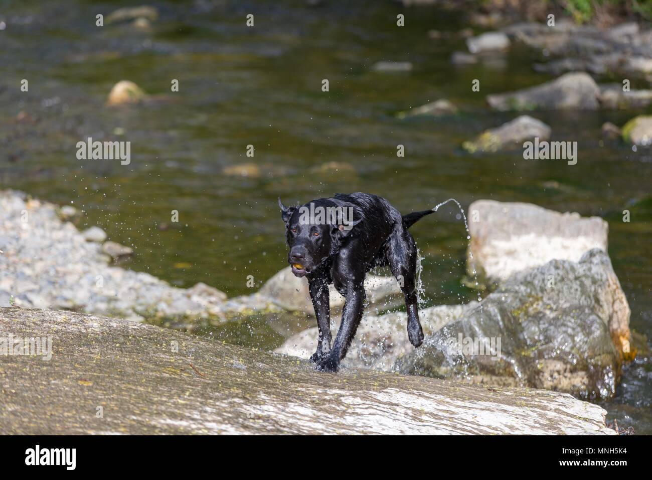 Labrador cooling off hi-res stock photography and images - Alamy