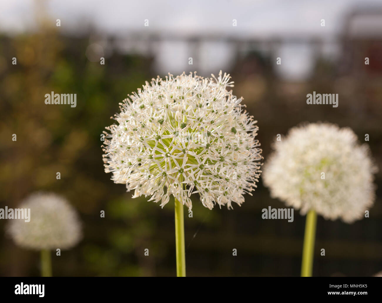 White globe flowers gardens hi-res stock photography and images - Alamy