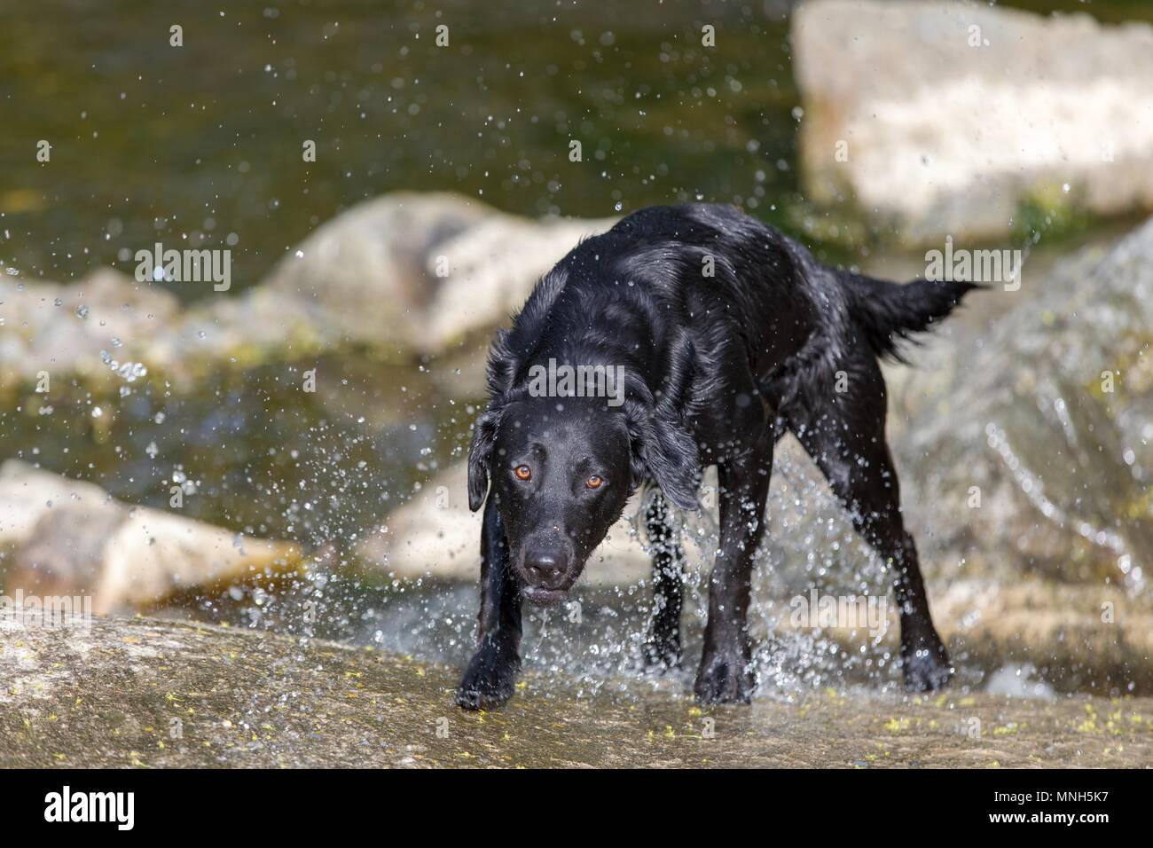 Leo the labrador hi-res stock photography and images - Alamy
