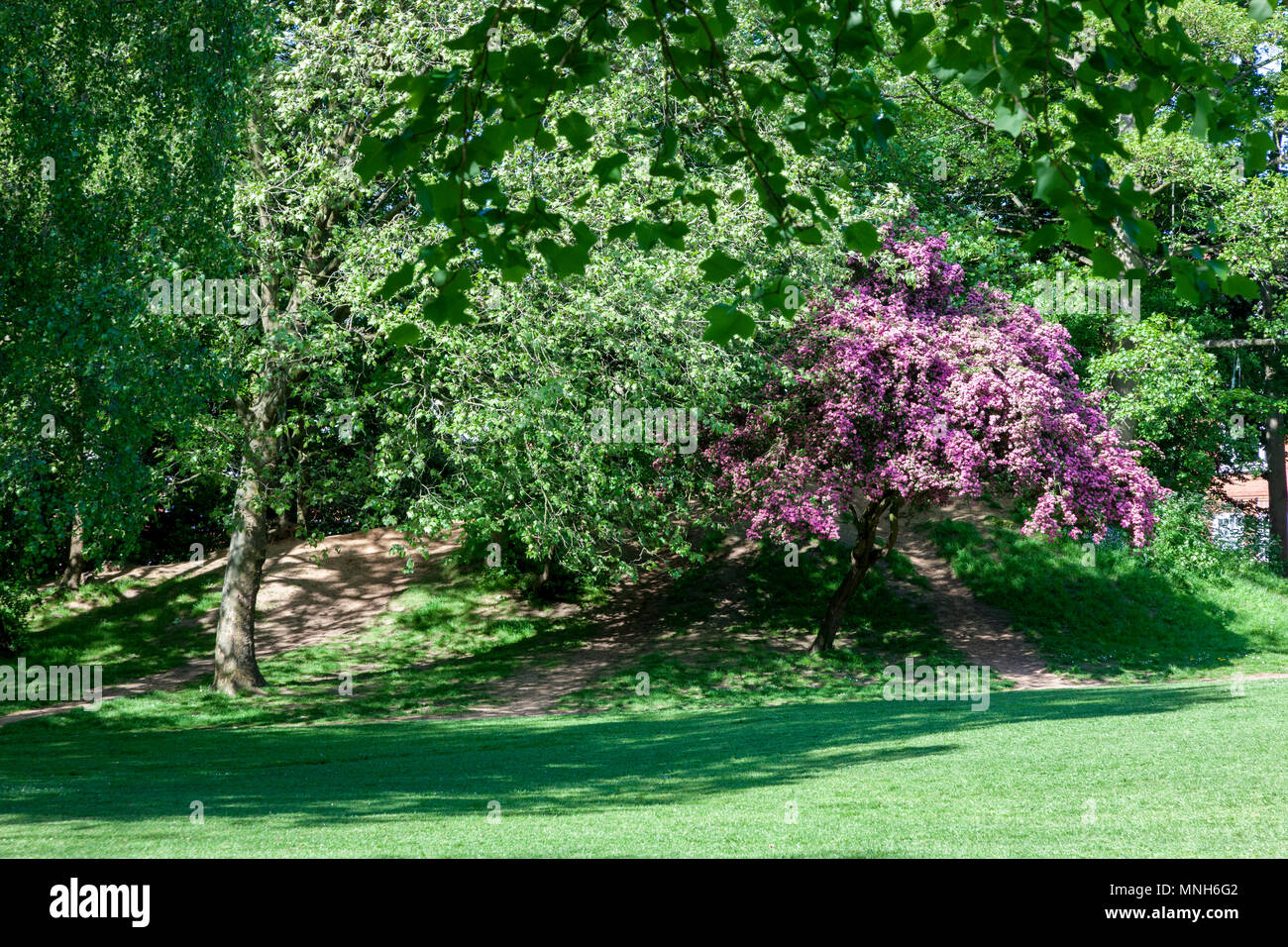 Hawthorn crimson cloud hi-res stock photography and images - Alamy