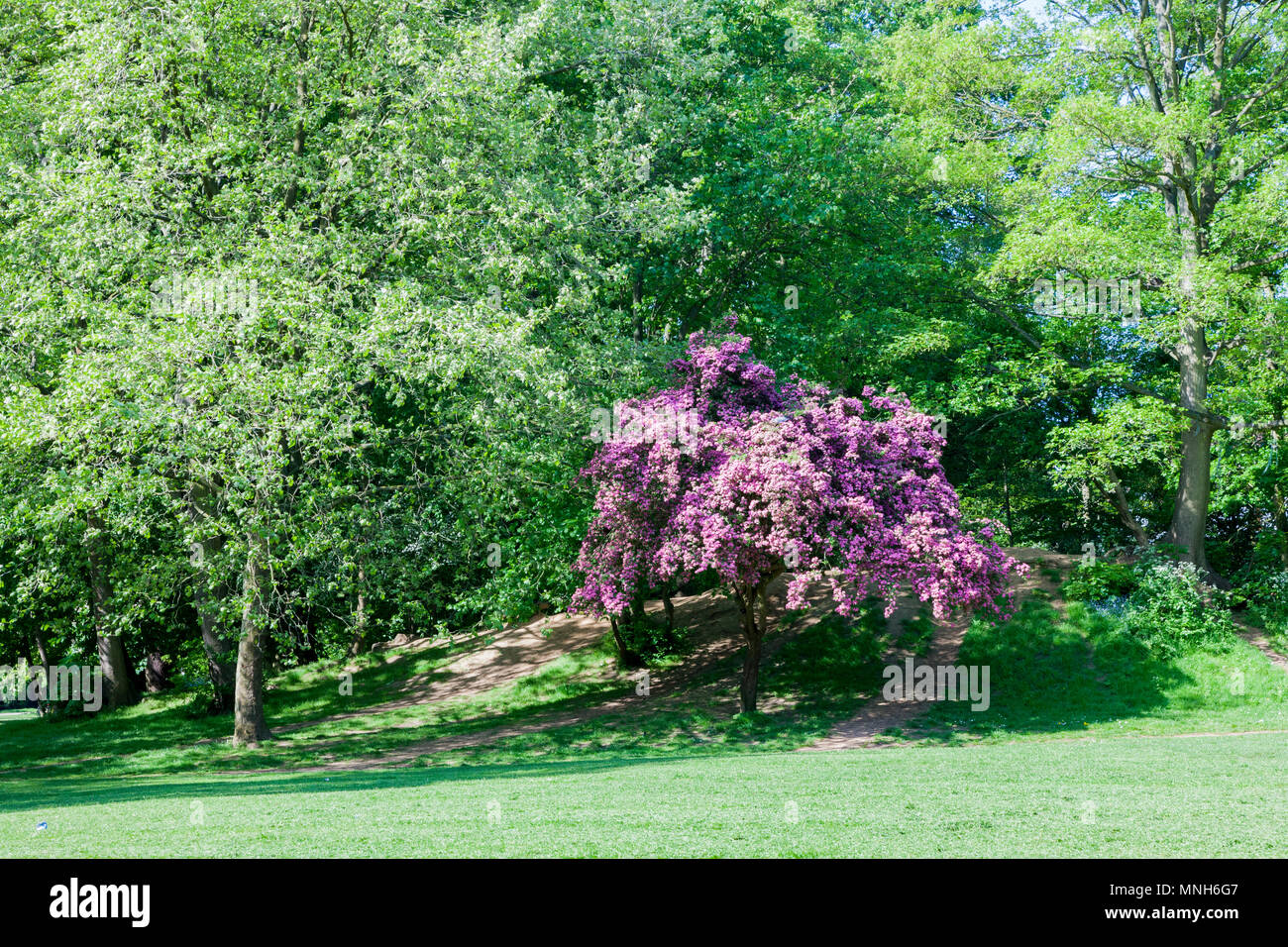 Hawthorn crimson cloud hi-res stock photography and images - Alamy