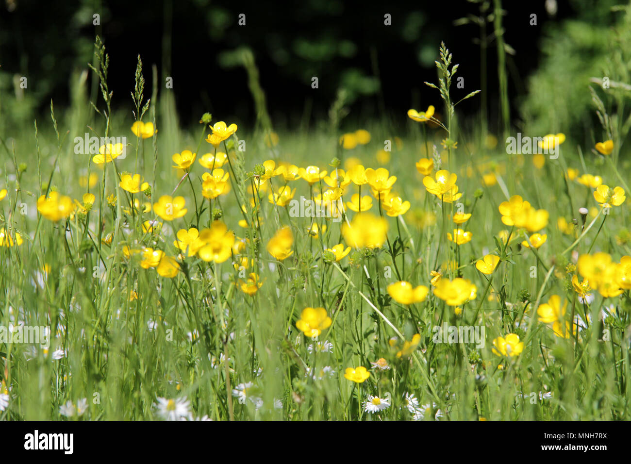 Buttercups in grass hi-res stock photography and images - Alamy