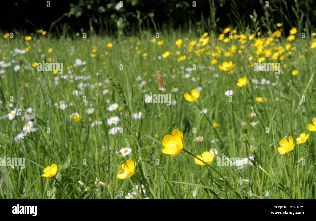 Shepherds Bush, London, UK. 17th May 2018. UK Weather. Buttercups in ...