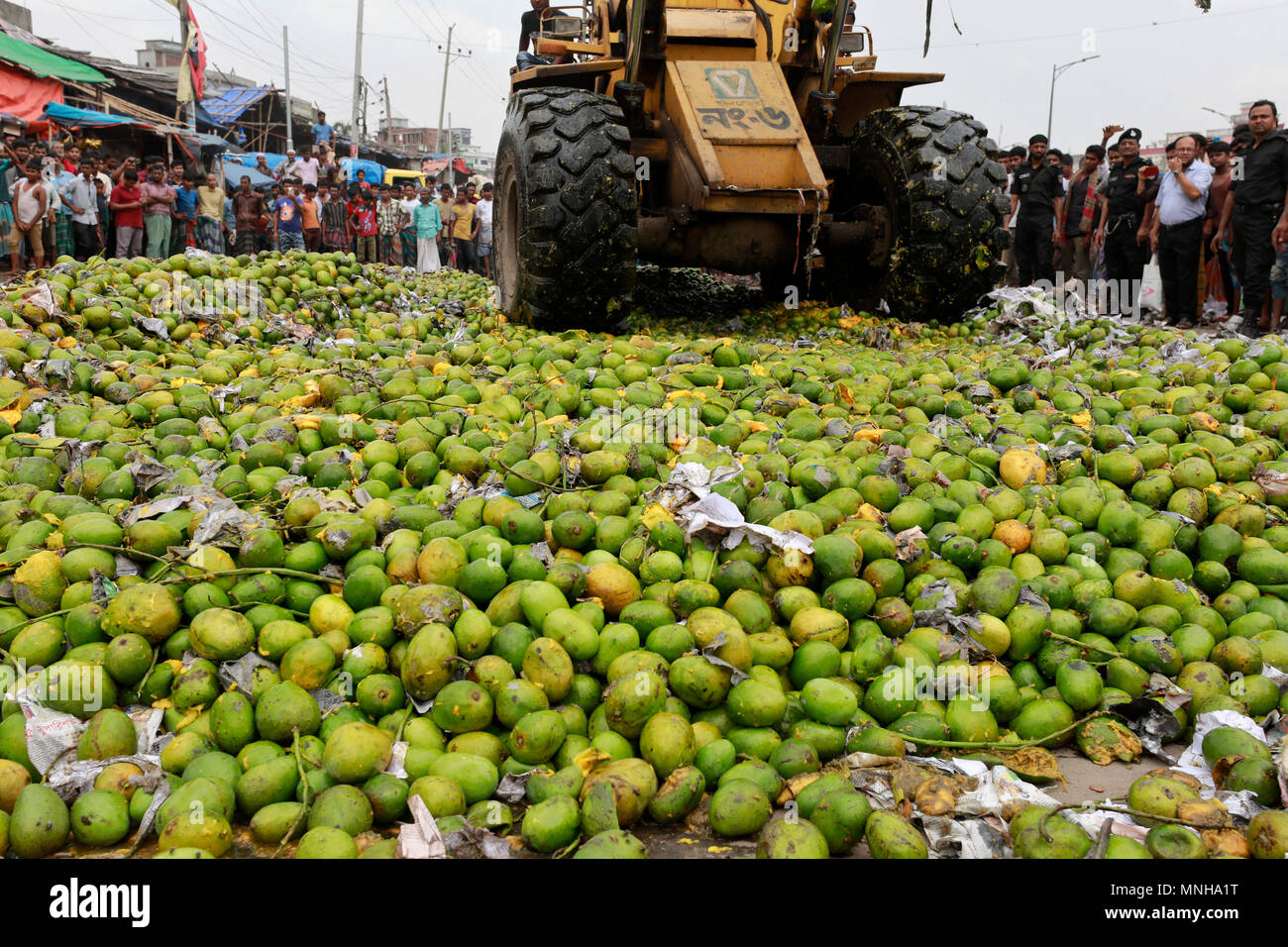 Dhaka, Bangladesh - May 17, 2018: Artificially ripened mangoes are ...