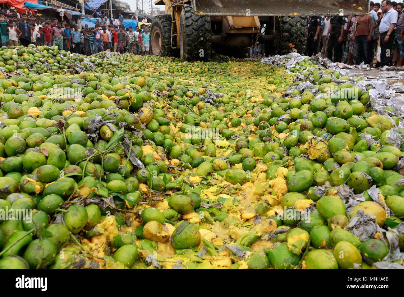 Dhaka, Bangladesh - May 17, 2018: Artificially ripened mangoes are ...