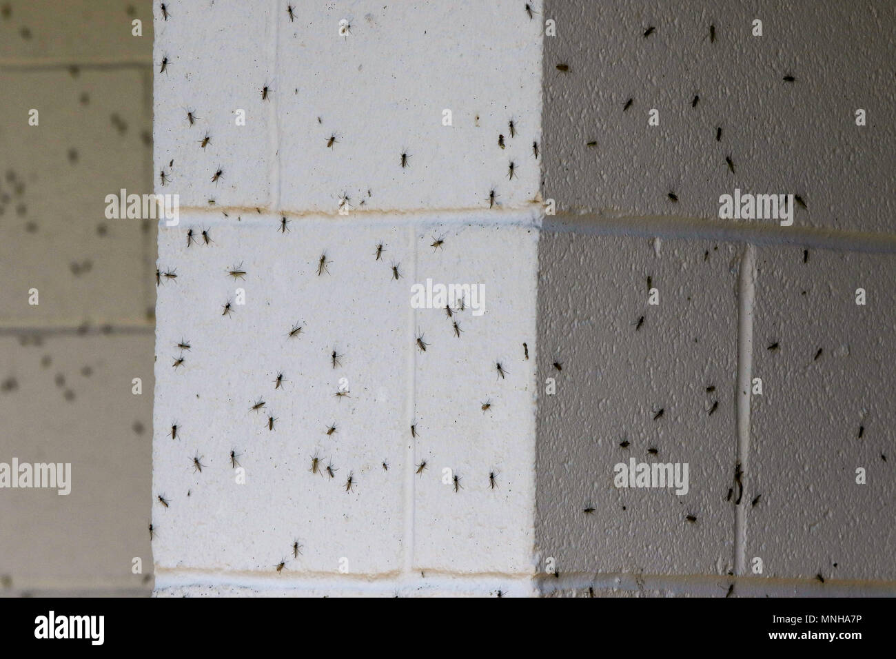 Mayflies on a wall hi-res stock photography and images - Alamy