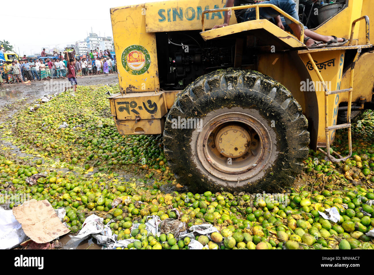 Dhaka, Bangladesh - May 17, 2018: Artificially ripened mangoes are ...