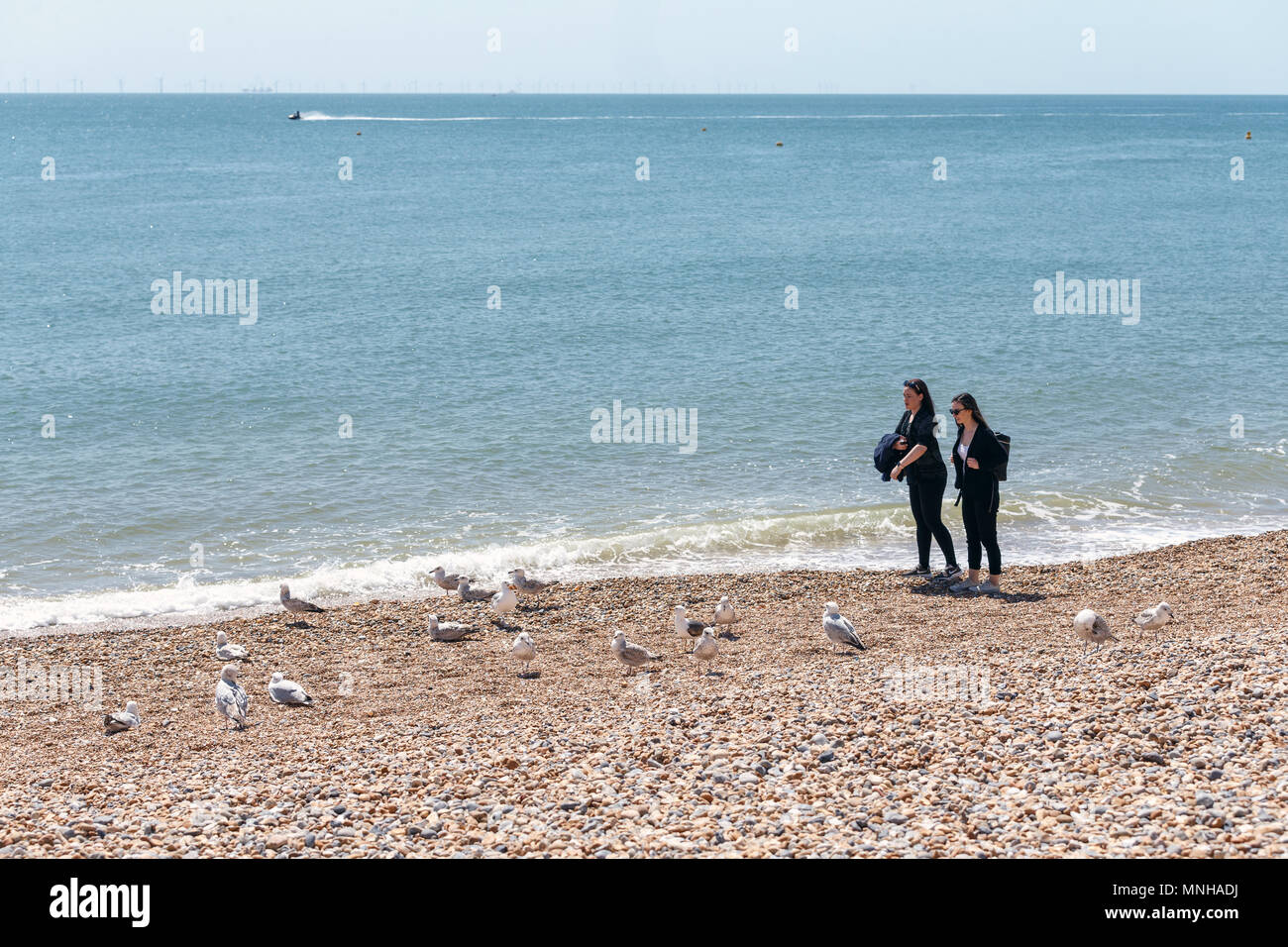 Two women walking together on Brighton seafront, surrounded by seagulls ...