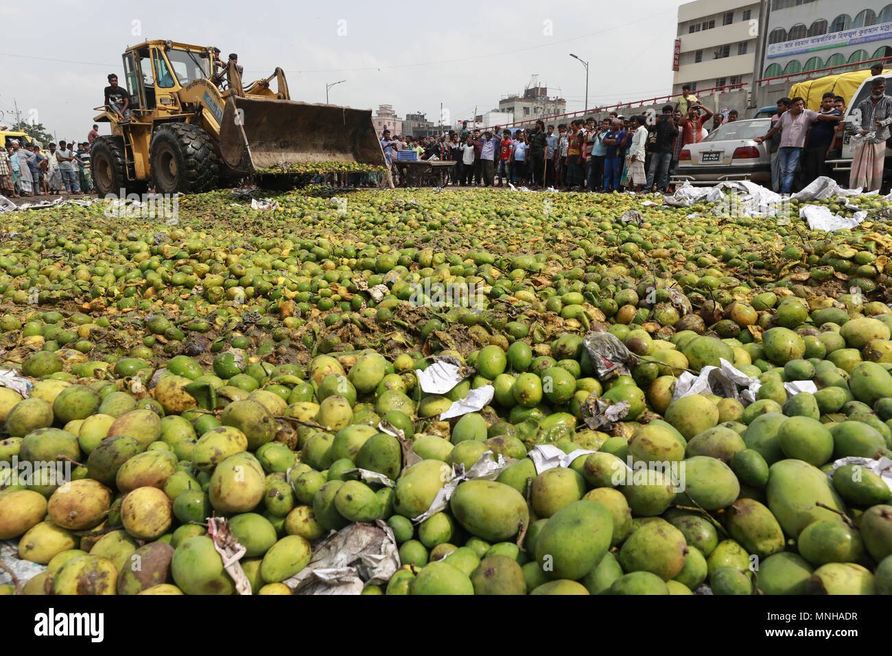 Dhaka, Bangladesh - May 17, 2018: Artificially ripened mangoes are ...