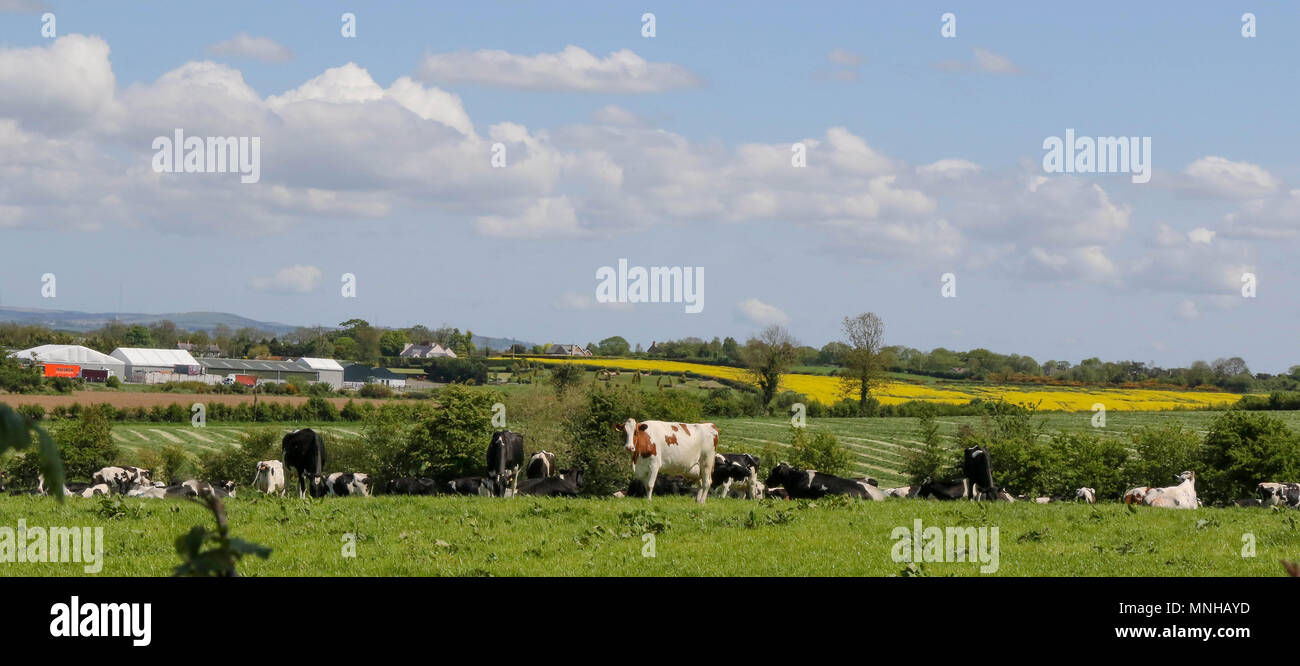 Magheralin, County Armagh, Northern Ireland. 17 May 2018. UK weather ...