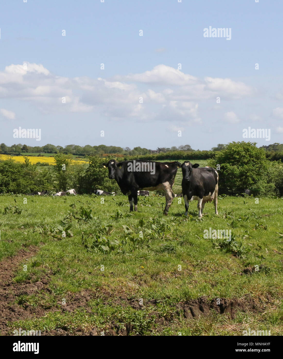 Famland and cattle hi-res stock photography and images - Alamy
