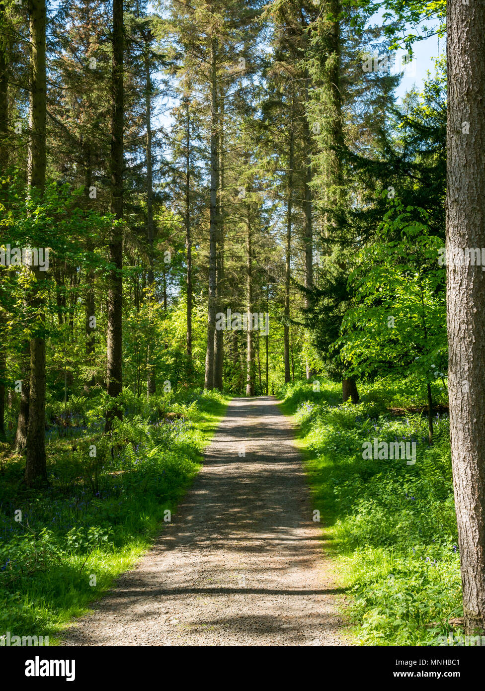 View along a path with trees in the distance hi-res stock photography ...